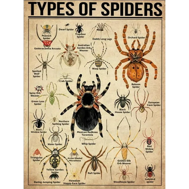 Types of Spiders Educational Poster – Vintage-Style Arachnid ...
