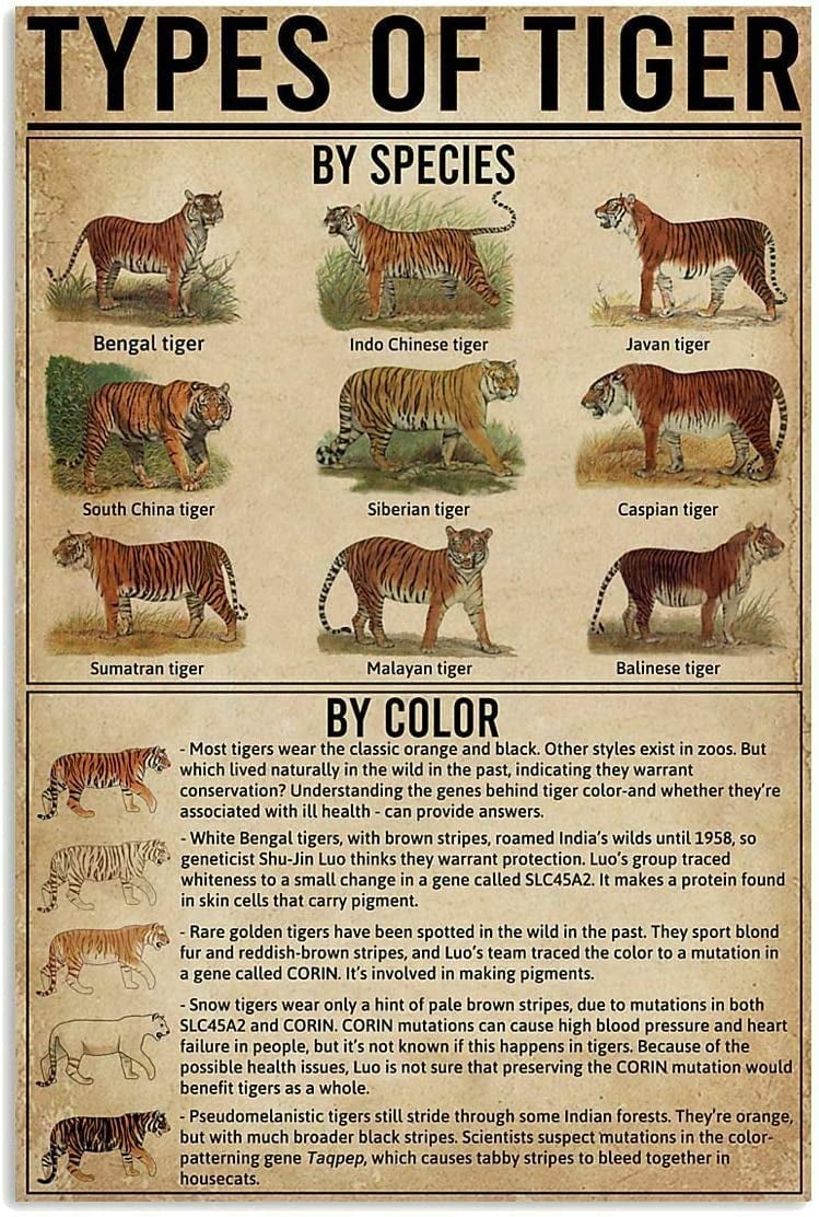 Types Of Tiger By Species By Color 12x8 Inch Metal Tin Sign Forest ...