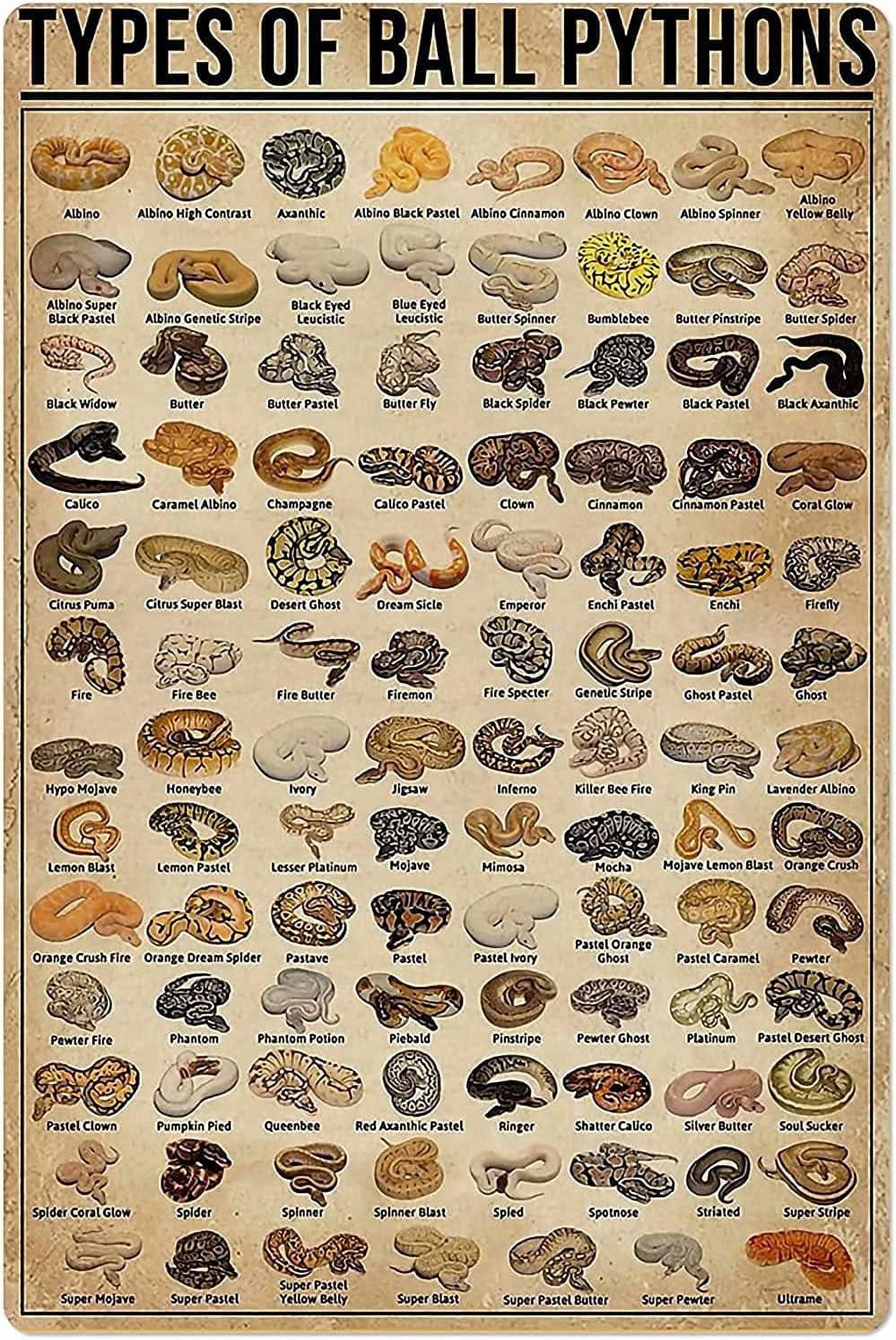 Types of Ball Pythons Vintage Metal Tin Signs for Street Garage Family ...