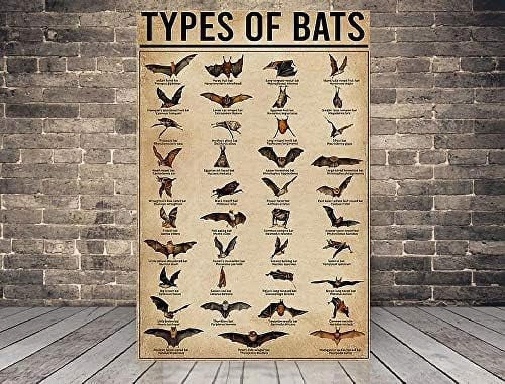 Types of Bats Poster Vintage Poster Bat Types Knowledge Poster Types of ...