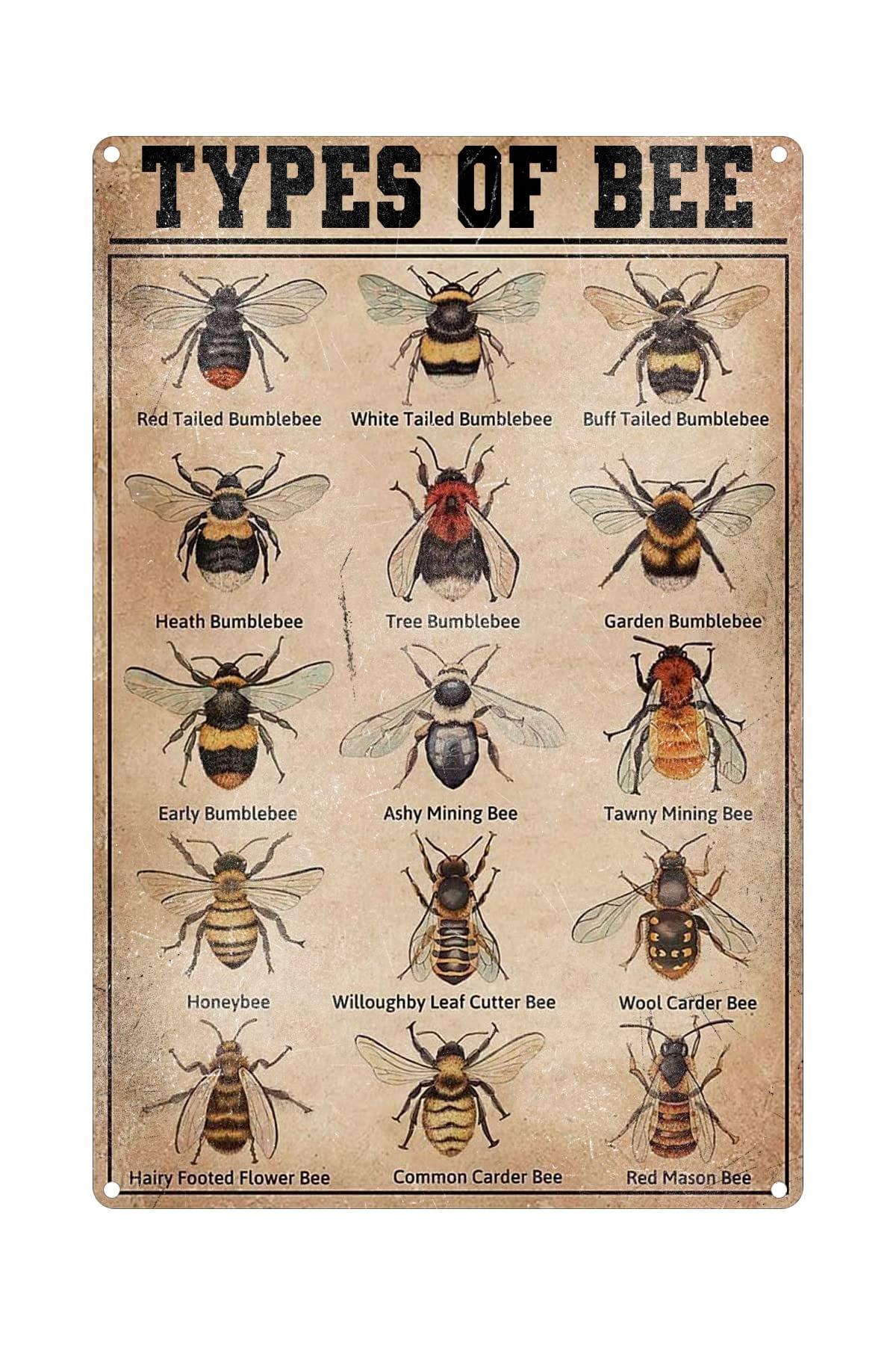 Types of Bee Retro Nostalgic Art Print Poster Metal Tin Signs Cafe Bar ...