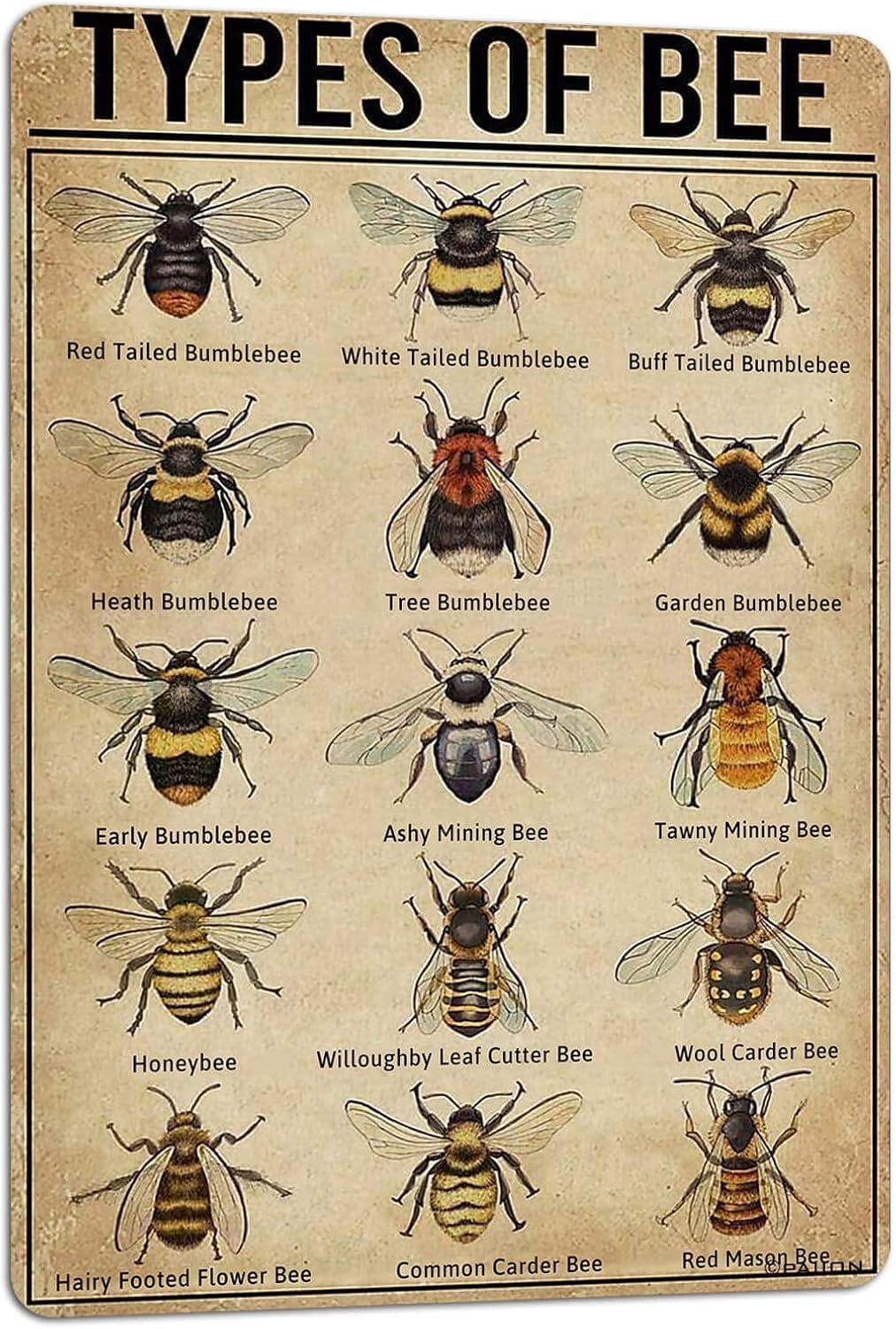 Types of Bee Retro Nostalgic Art Print Poster laboratory Cafe Bar Metal ...