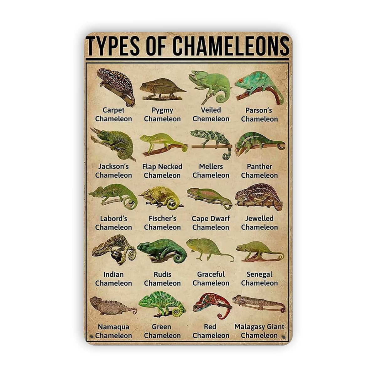 Types of Chameleons Metal Tin Sign, Chameleons Knowledge, Wall Panel ...