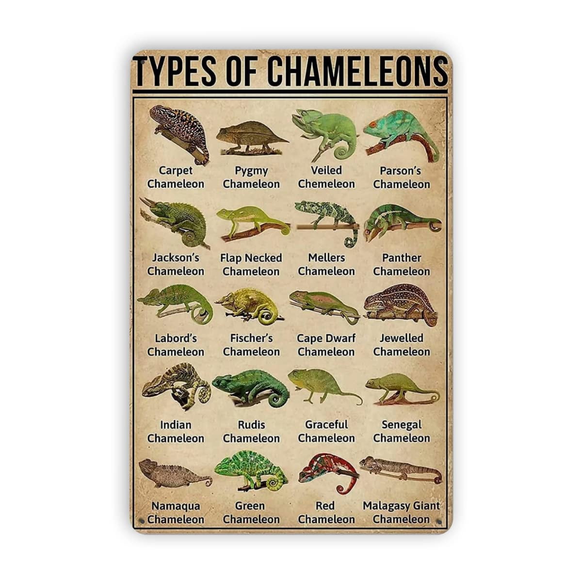 Types of Chameleons Metal Tin Sign, Chameleons Knowledge, Wall Panel ...