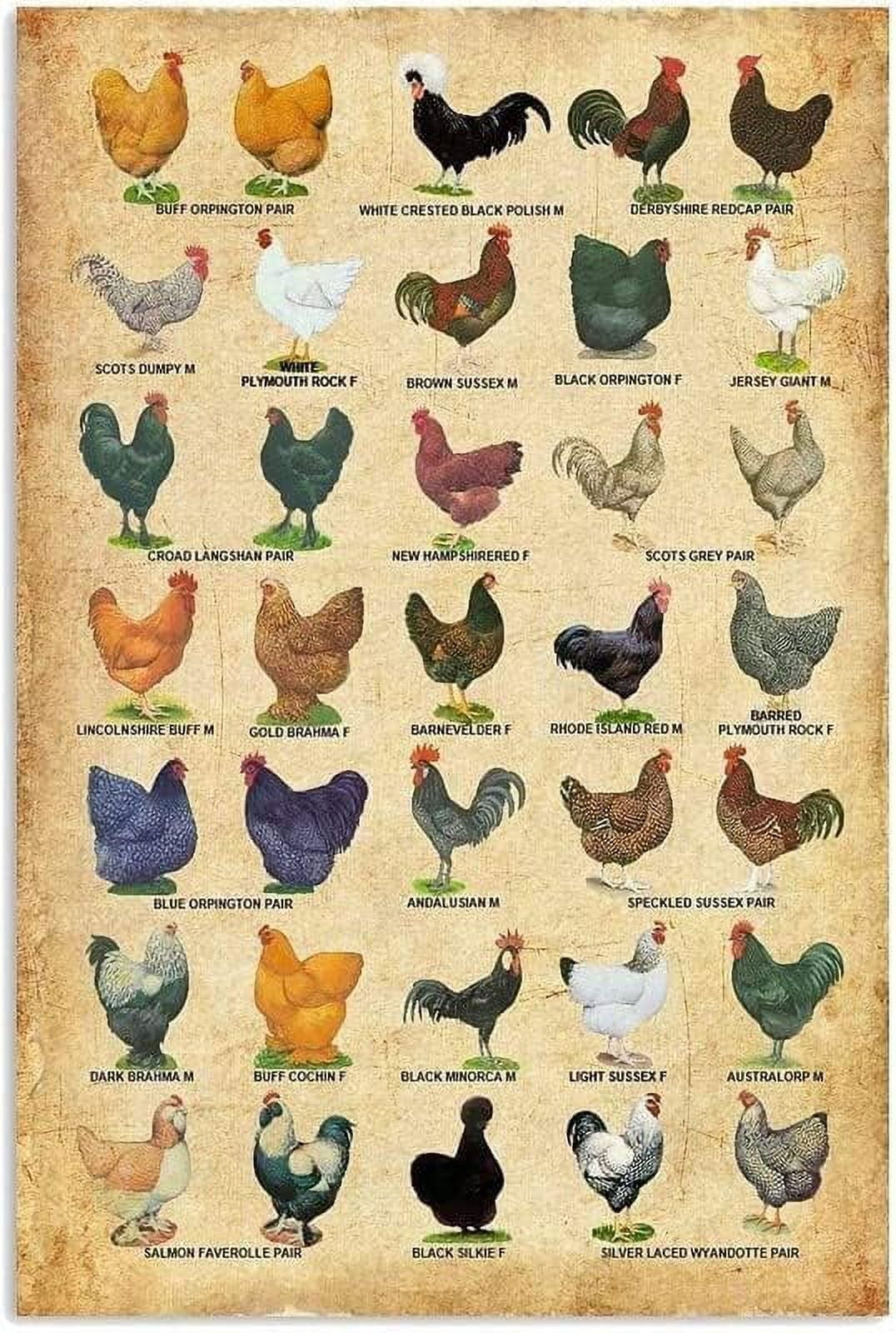Types of Chickens Chicken Loverss Chicken Breedss Family Art 15 * 10 in ...