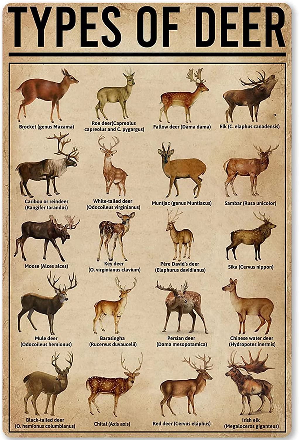 Types of Deer Metal Tin Sign Animal Reindeer Knowledge School Education ...