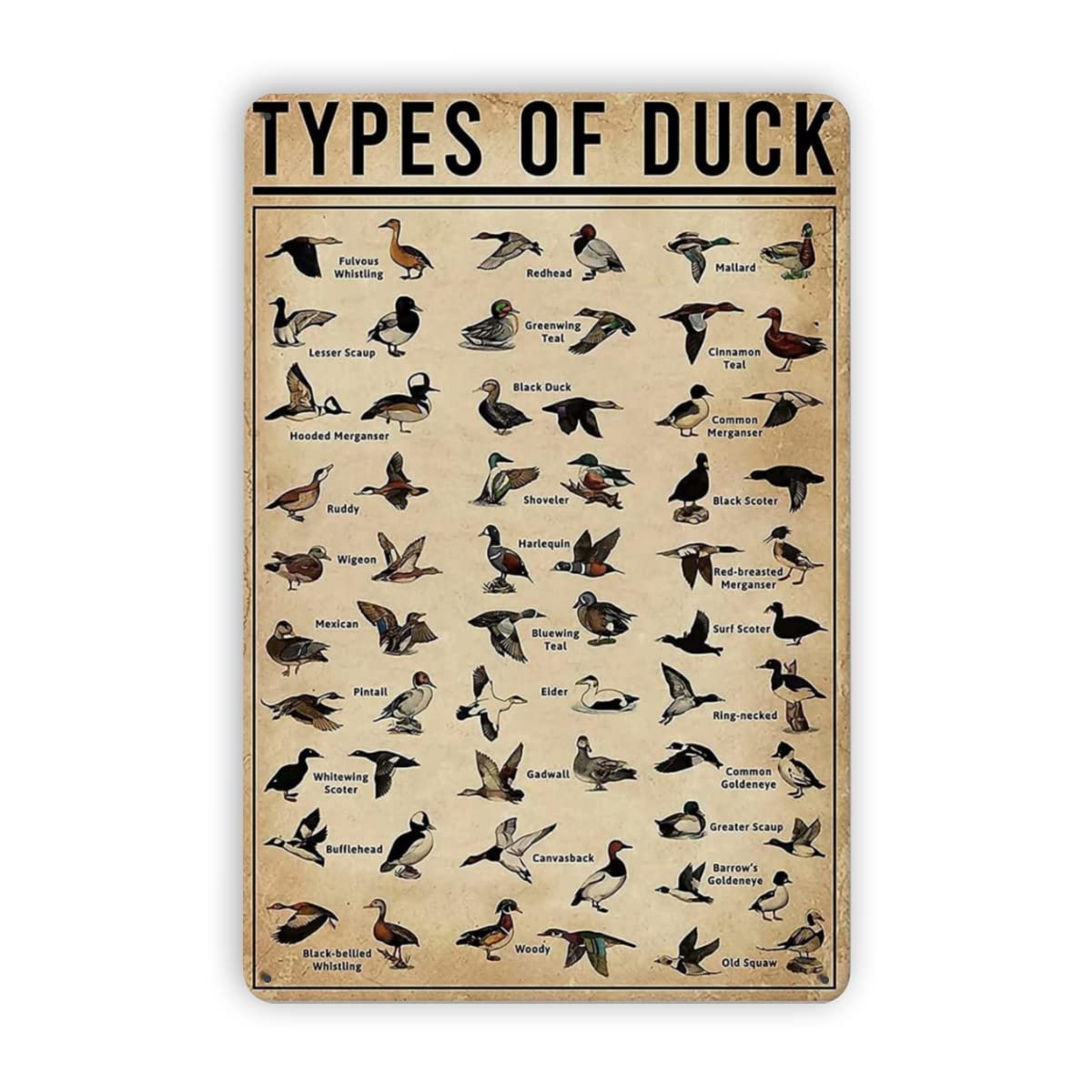Types of Duck Metal Aluminium Sign, Vintage Style Iron Painting for ...