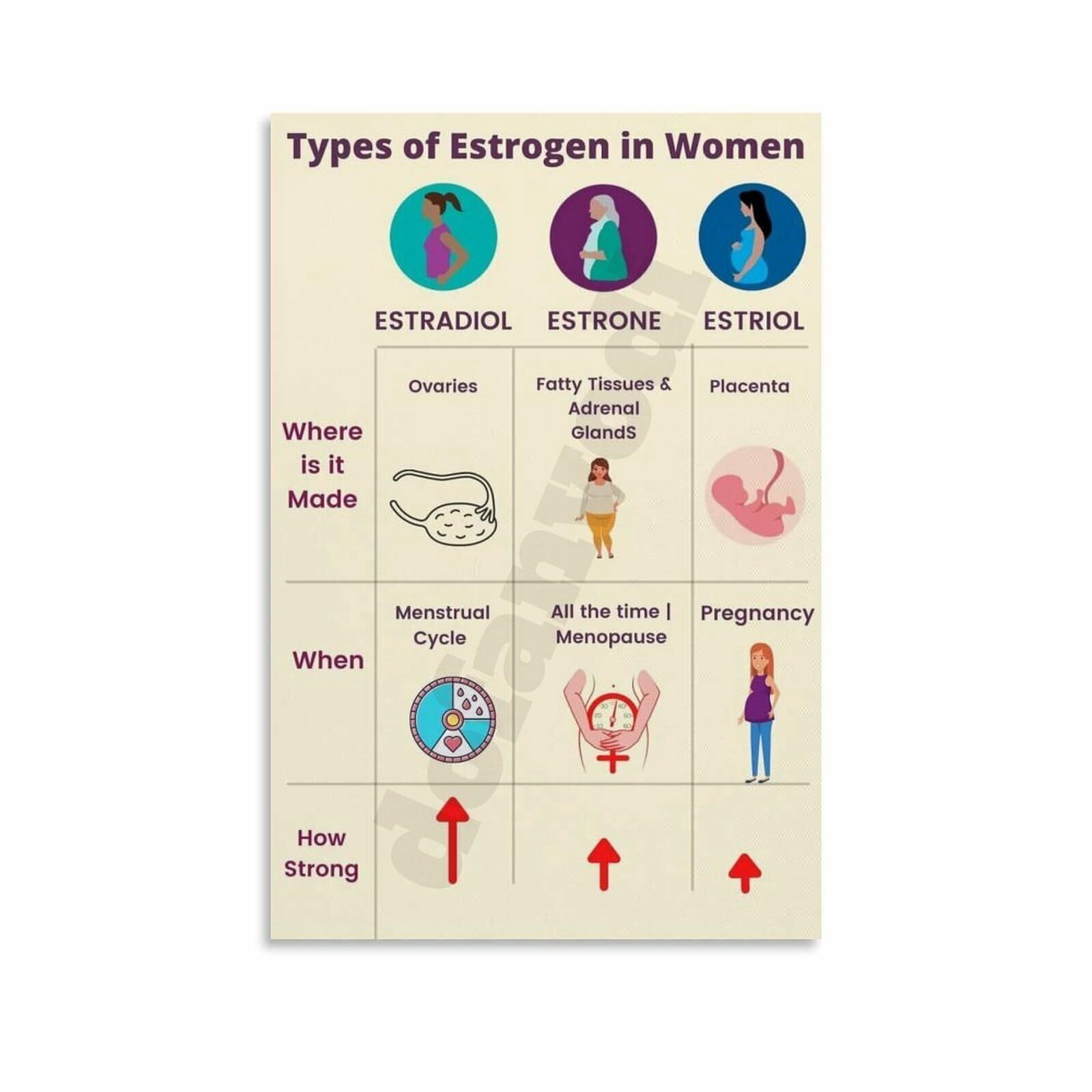 Types of Estrogen in Women Poster Medical Hormone Knowledge Canvas ...