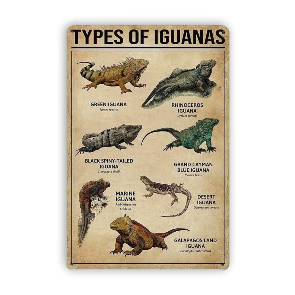 Types of Iguanas Metal Aluminium Sign, Vintage Retro Wall Decor Poster ...