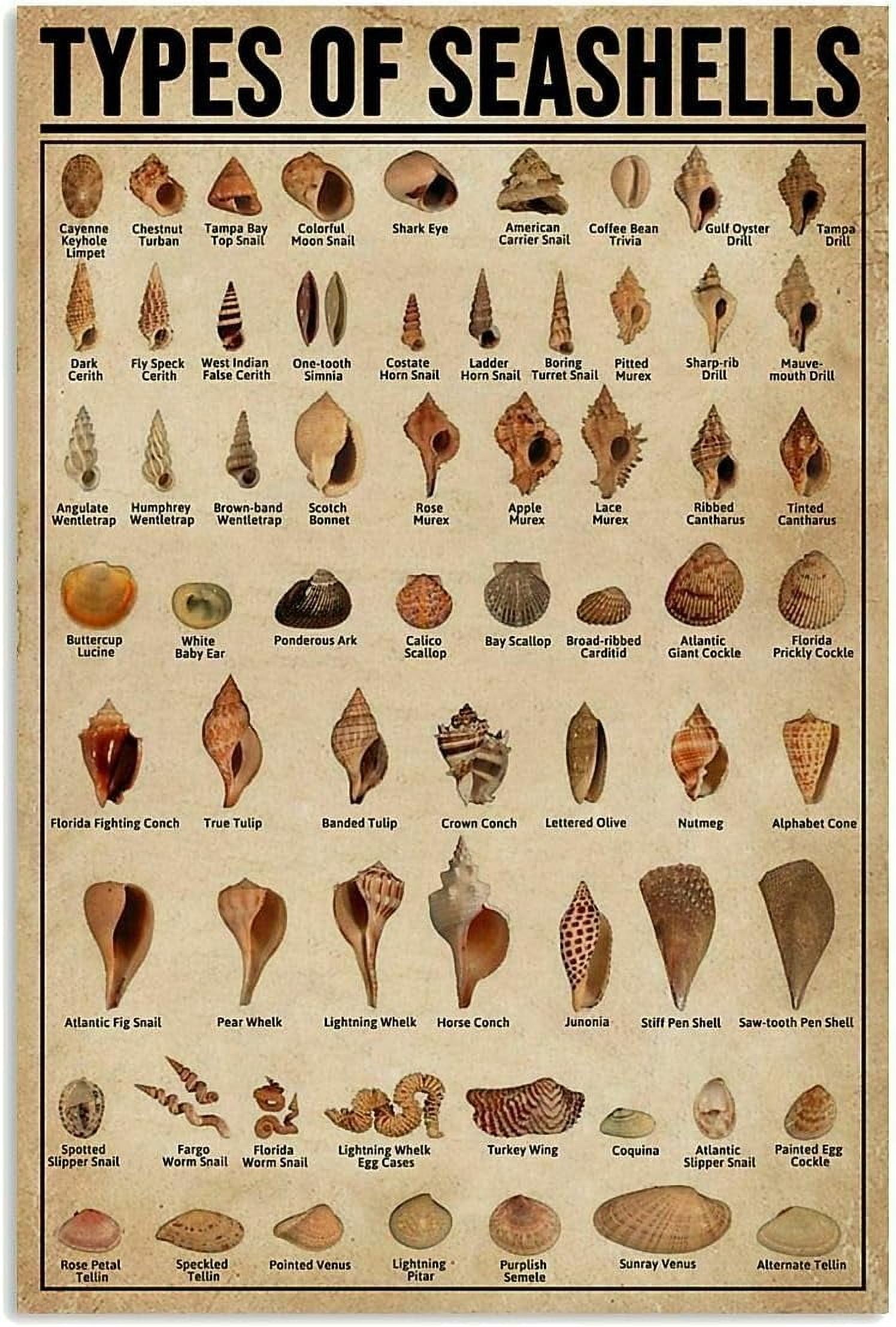 Types of Seashells Poster Knowledge Wall Décor Art for Collector Chart ...