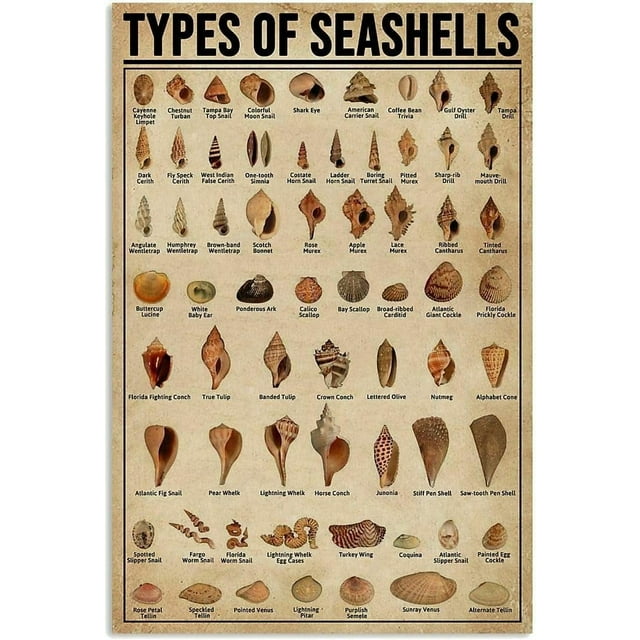 Types of Seashells Poster Knowledge Wall Décor Art for Collector Chart ...