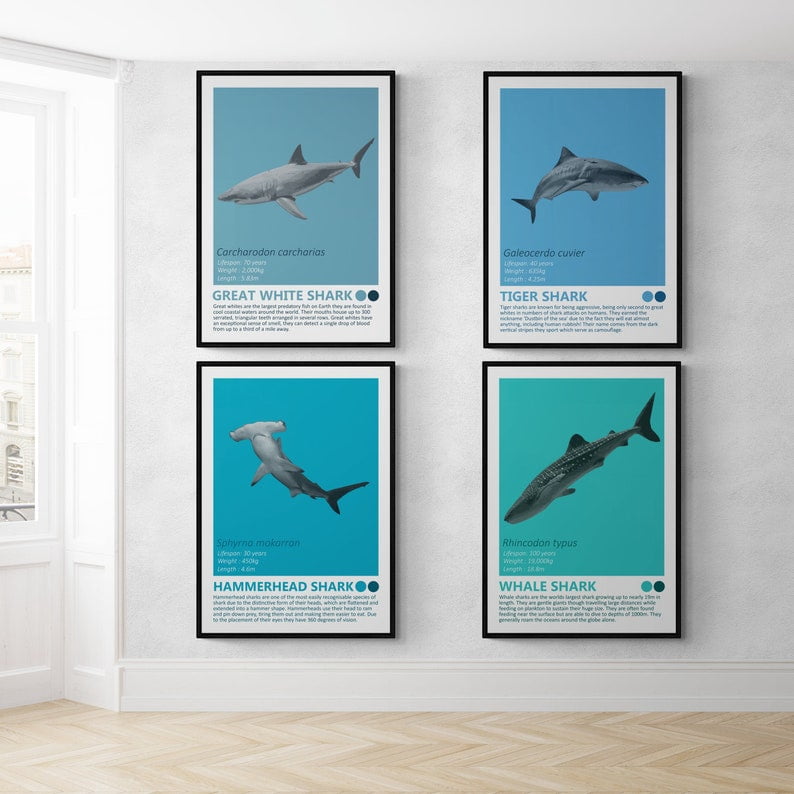 Types of Sharks Species Identification Chart Marine Biology Educational ...