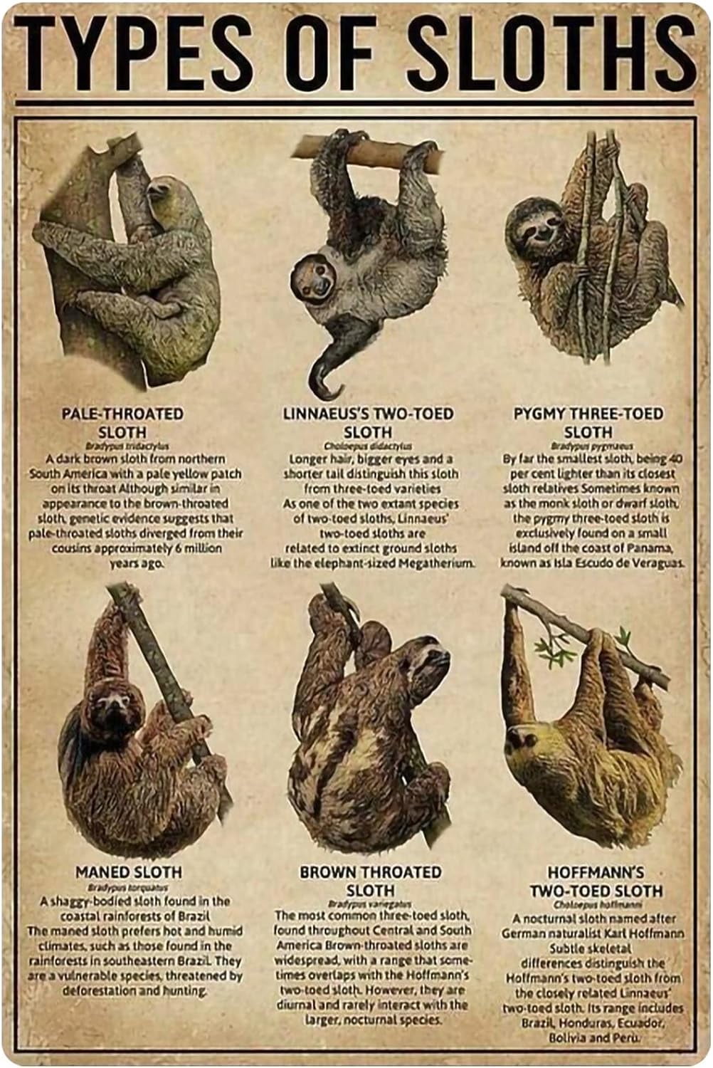 Types of Sloths Metal Tin Signage Sloth Knowledge Poster Infographics ...