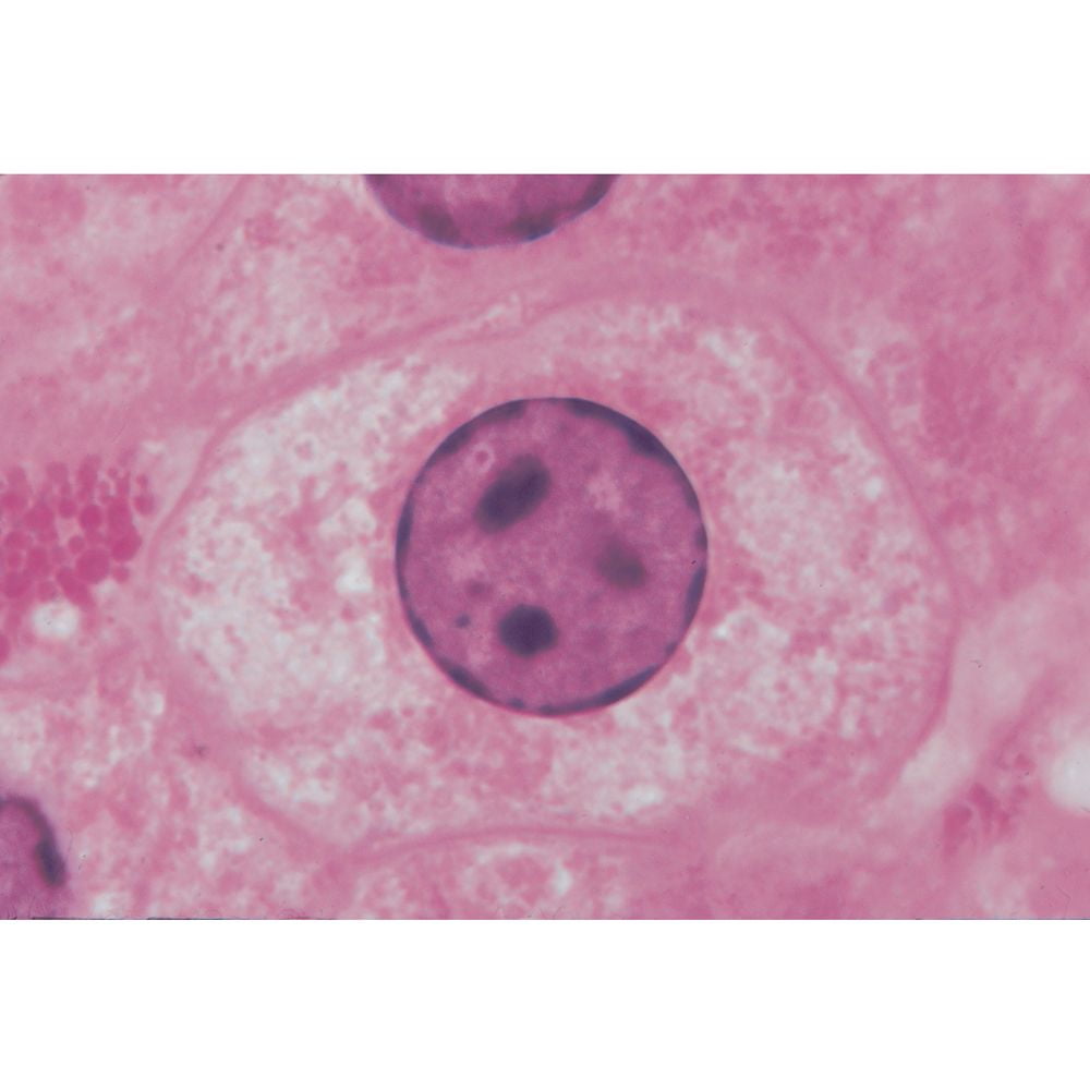 Typical Animal And Plant Cells Microscope Slide Student Set - Walmart.com