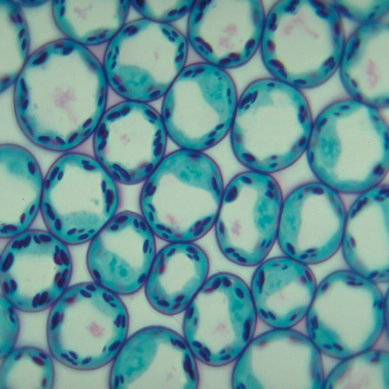 Single Plant Cell Under Microscope