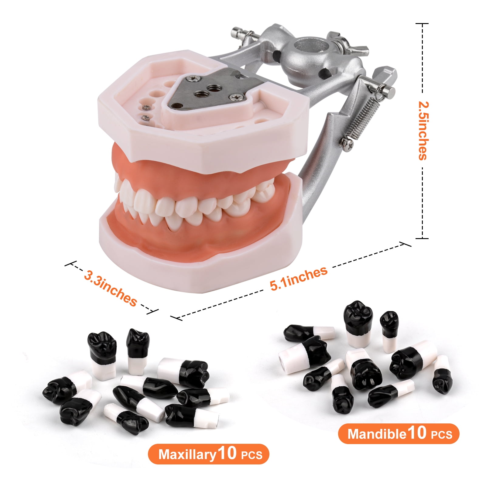 Typodont Teeth Model Includes 20pcs of Special Black Replacement Teeth ...