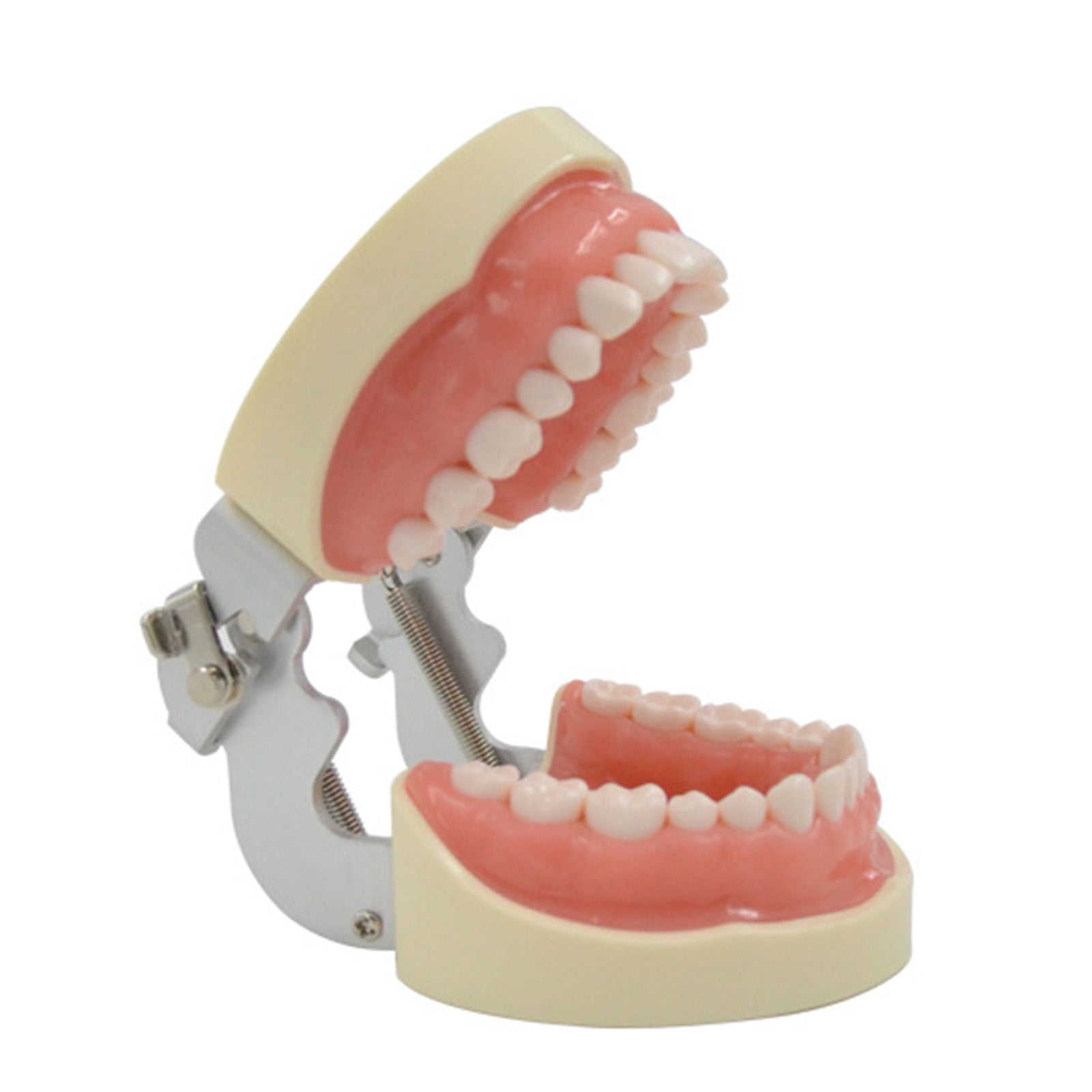 Typodont Teeth Model Practice Typodont Model with 32 Removable Teeth ...