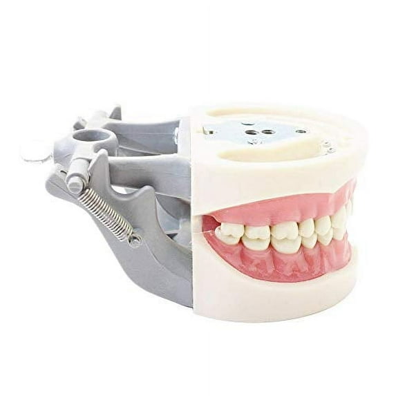 Typodont Teeth Model, with Removable Teeth, Compatible with Kilgore ...