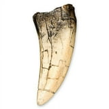 Tyrannosaurus Rex Dinosaur Tooth (5 in) (Recreation) - Walmart.com