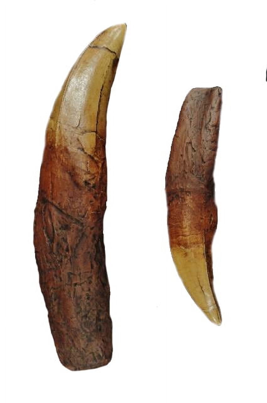 Tyrannosaurus Rex - T-Rex - Tooth w/ Root Replica - 7.25" - Walmart.com