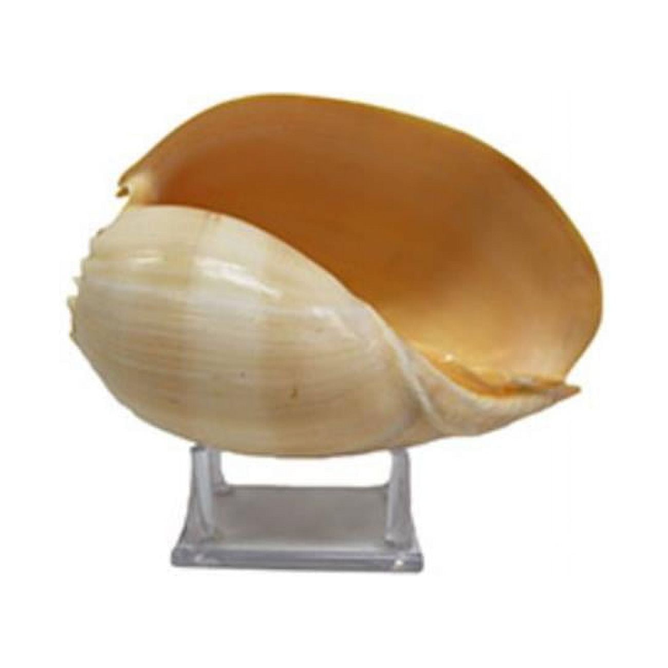 U.S. Shell 08018 Melo Diadema with Stand - Walmart.com