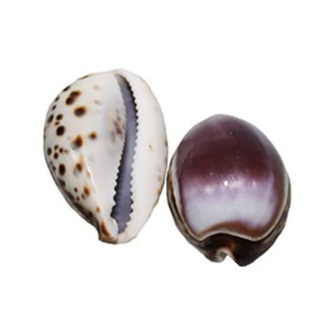 U.S. Shell 08028 Tiger Cowrie, Purple - 2 Piece - Walmart.com