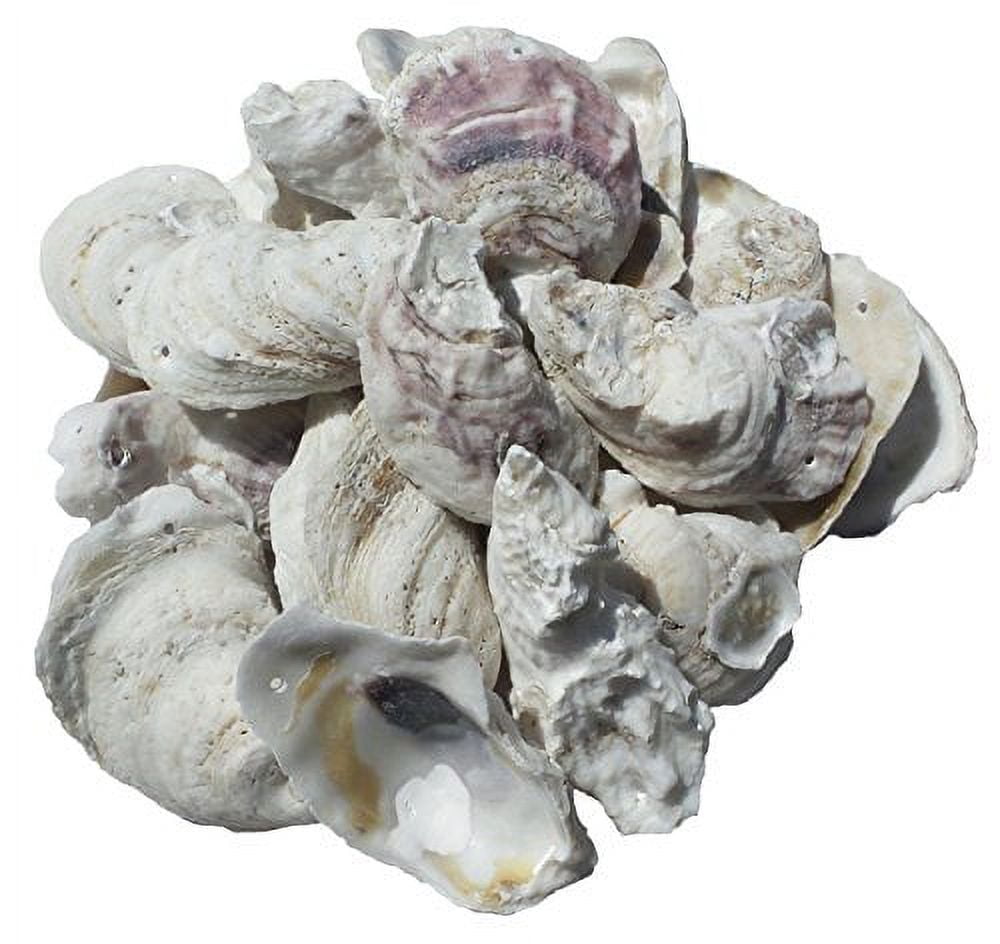 U.S. Shell, Drilled Oyster Shells, 3 to 4 inches - Walmart.com