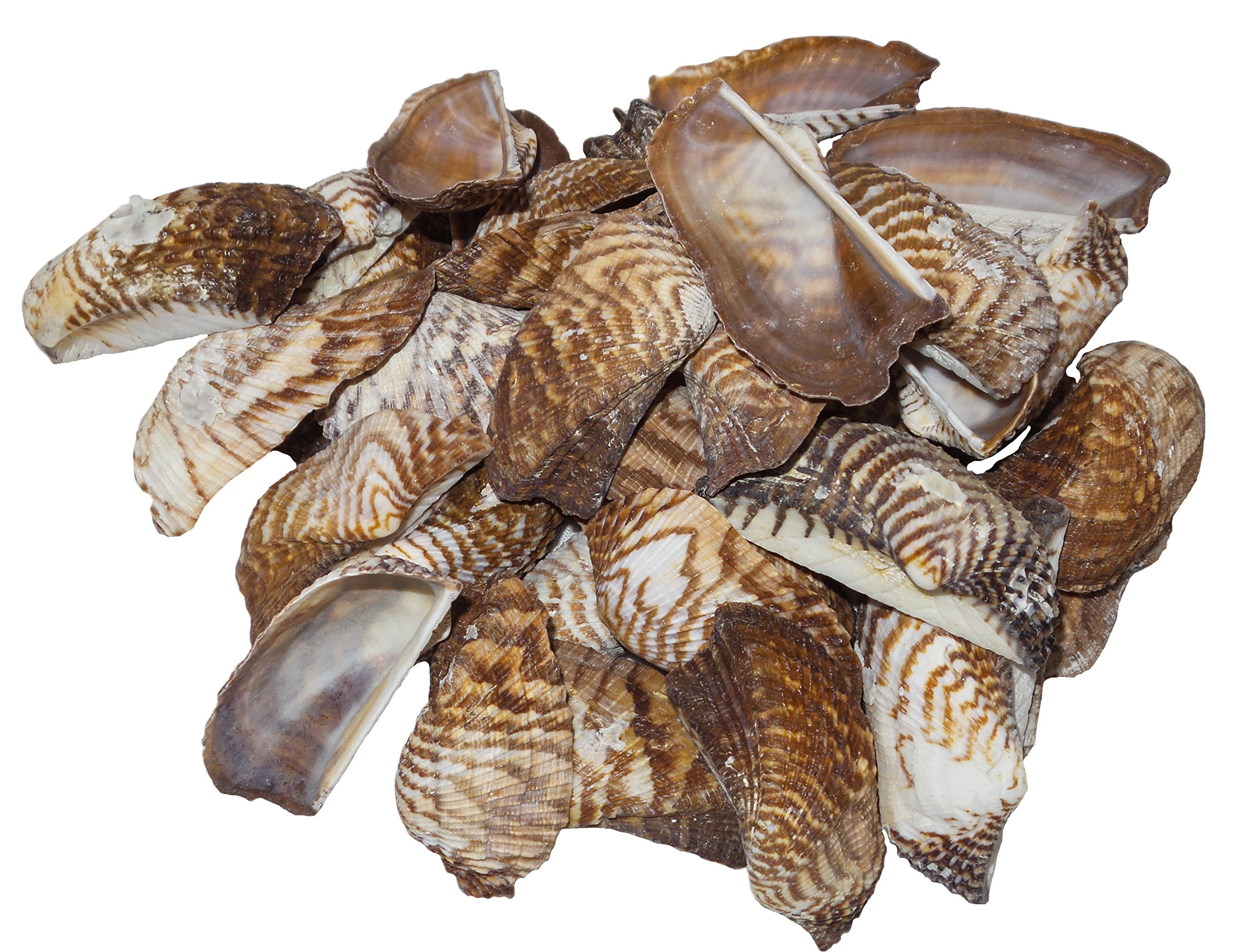 U.S. Shell, Inc. 05203 Turkey Wings Shells 2 to 3", - Walmart.com