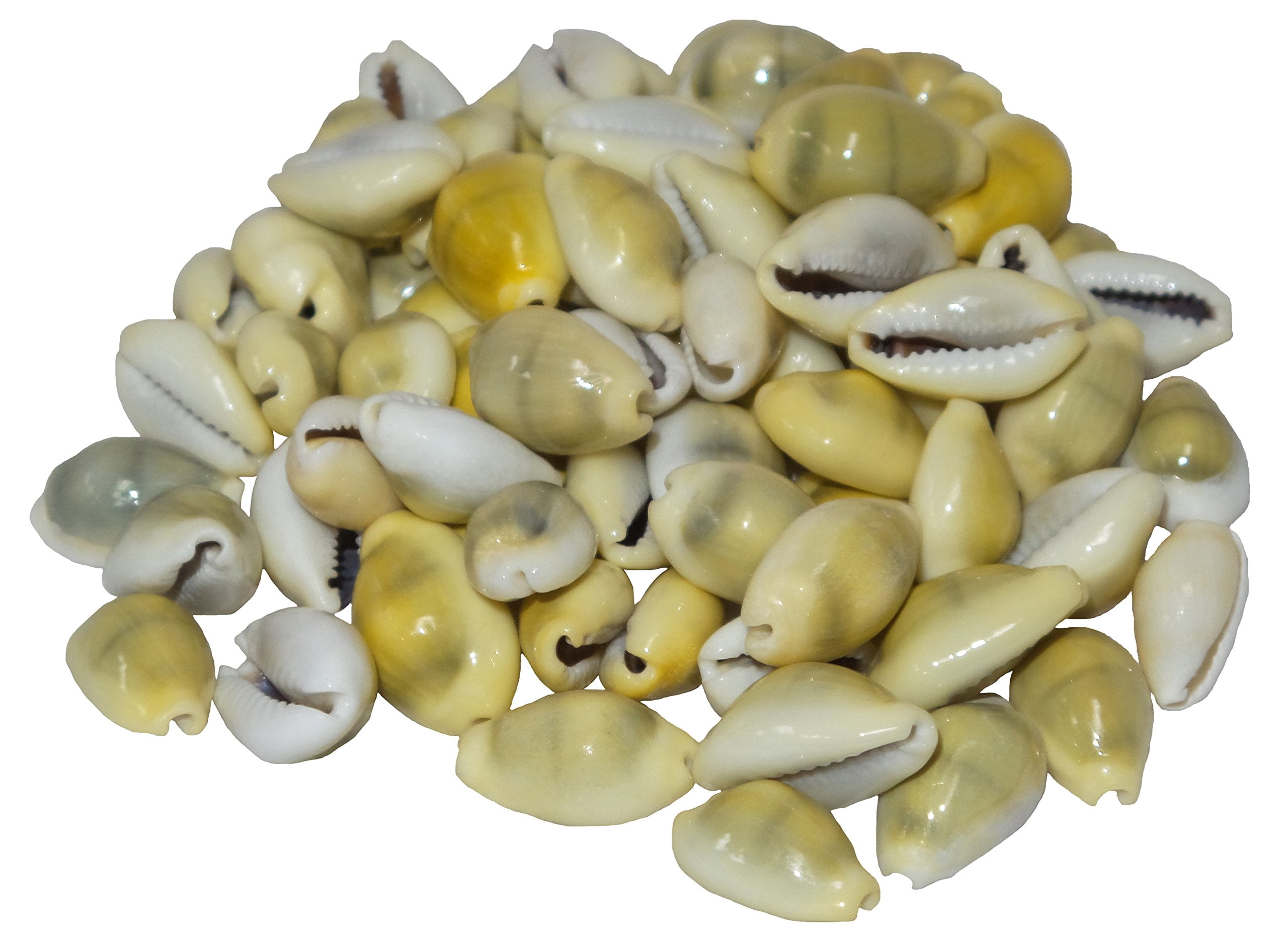 U.S. Shell, Money Cowrie, 1 inch, 0.75