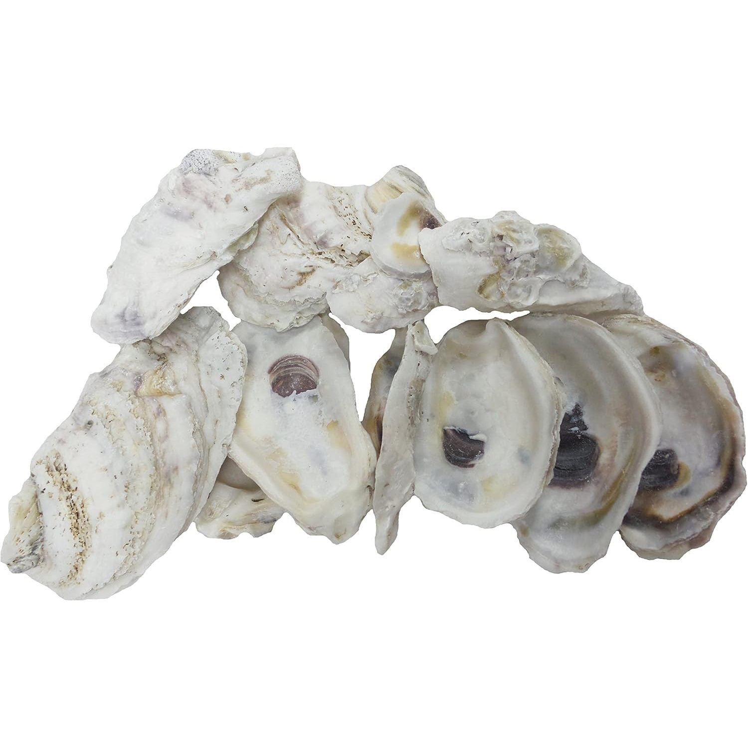 U.S. Shell, Oyster Shells, 4 to 5 inches, 3.75"-5", 20 Count - Walmart.com