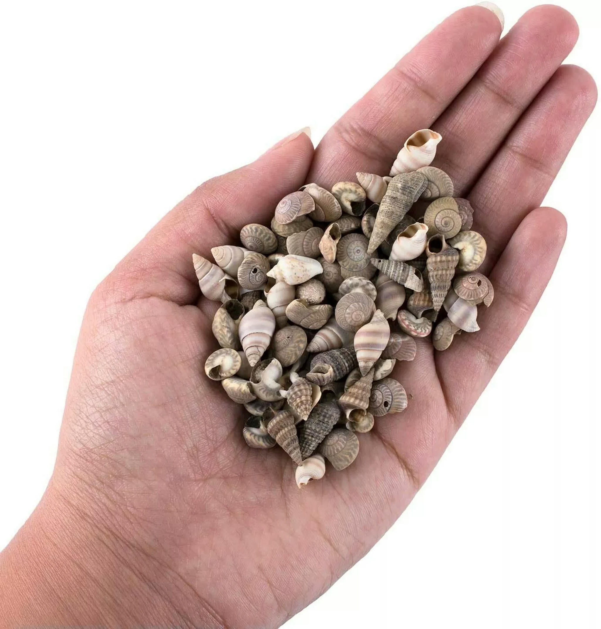 U8MO 50 Seashells Snail Shells Fairy Garden Miniatures Assorted Craft ...