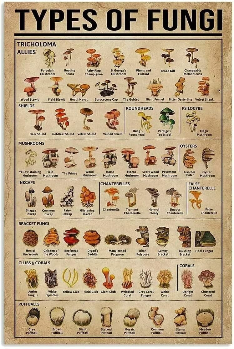 UEJUNBO Types Of Fungi Knowledge Metal Tin Signs Office Bedroom People ...