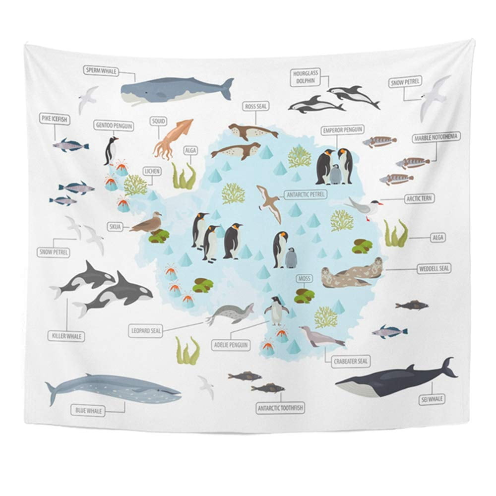 UFAEZU Antarctic Antarctica Flora and Fauna Map Flat Birds Sea Life Big ...
