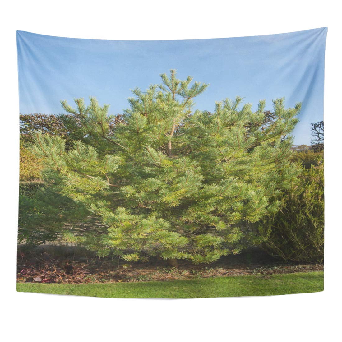 UFAEZU Blue Pinus Sylvestris 'Gold Coin' Scots Pine in Country Cottage ...