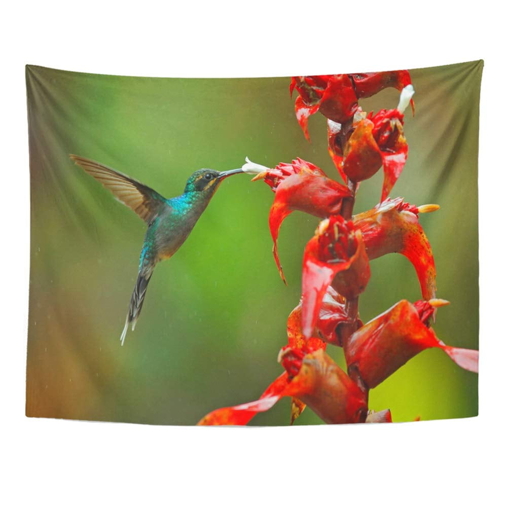 UFAEZU Green Hermit Phaethornis Guy Rare Hummingbird from Costa Rica ...