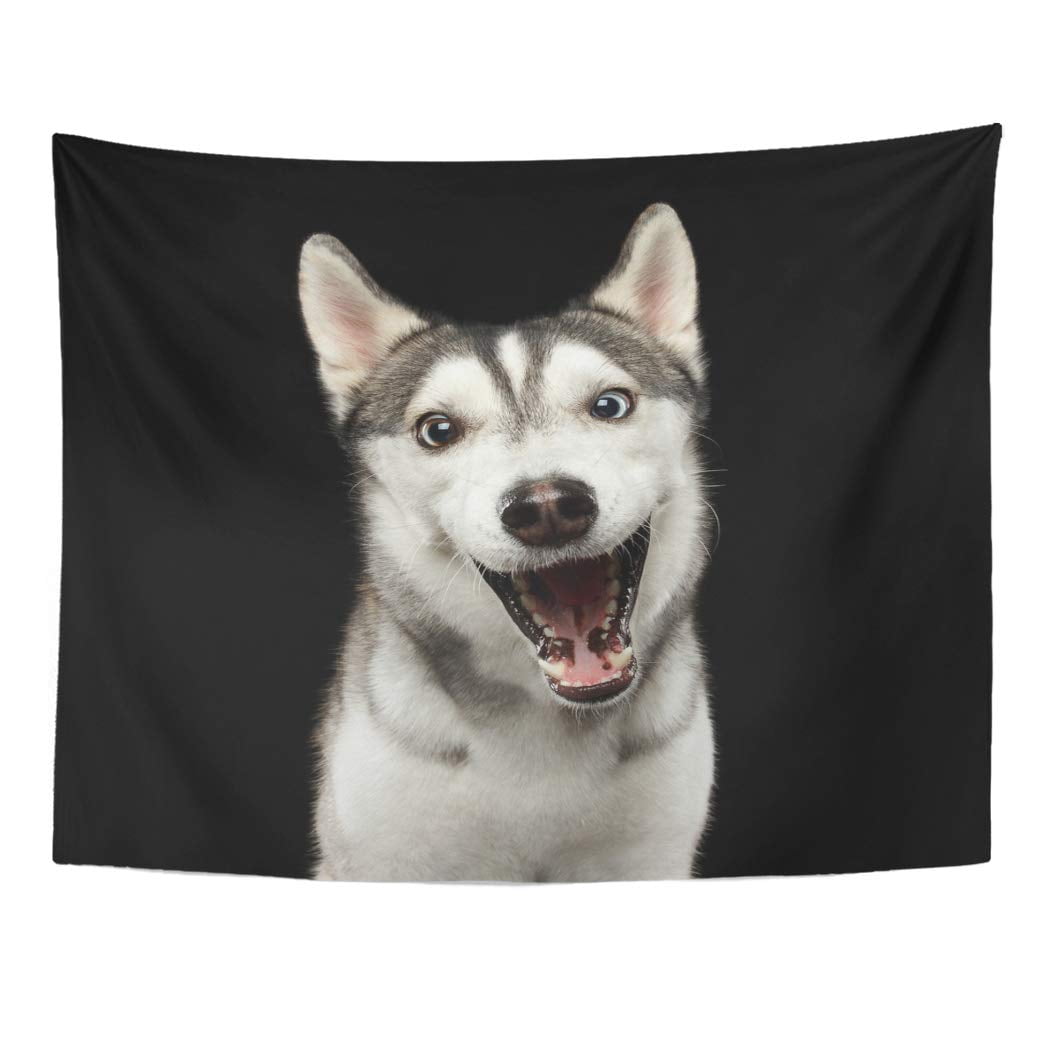 UFAEZU Portrait Amazement Siberian Husky Dog Opened Mouth Surprised on ...