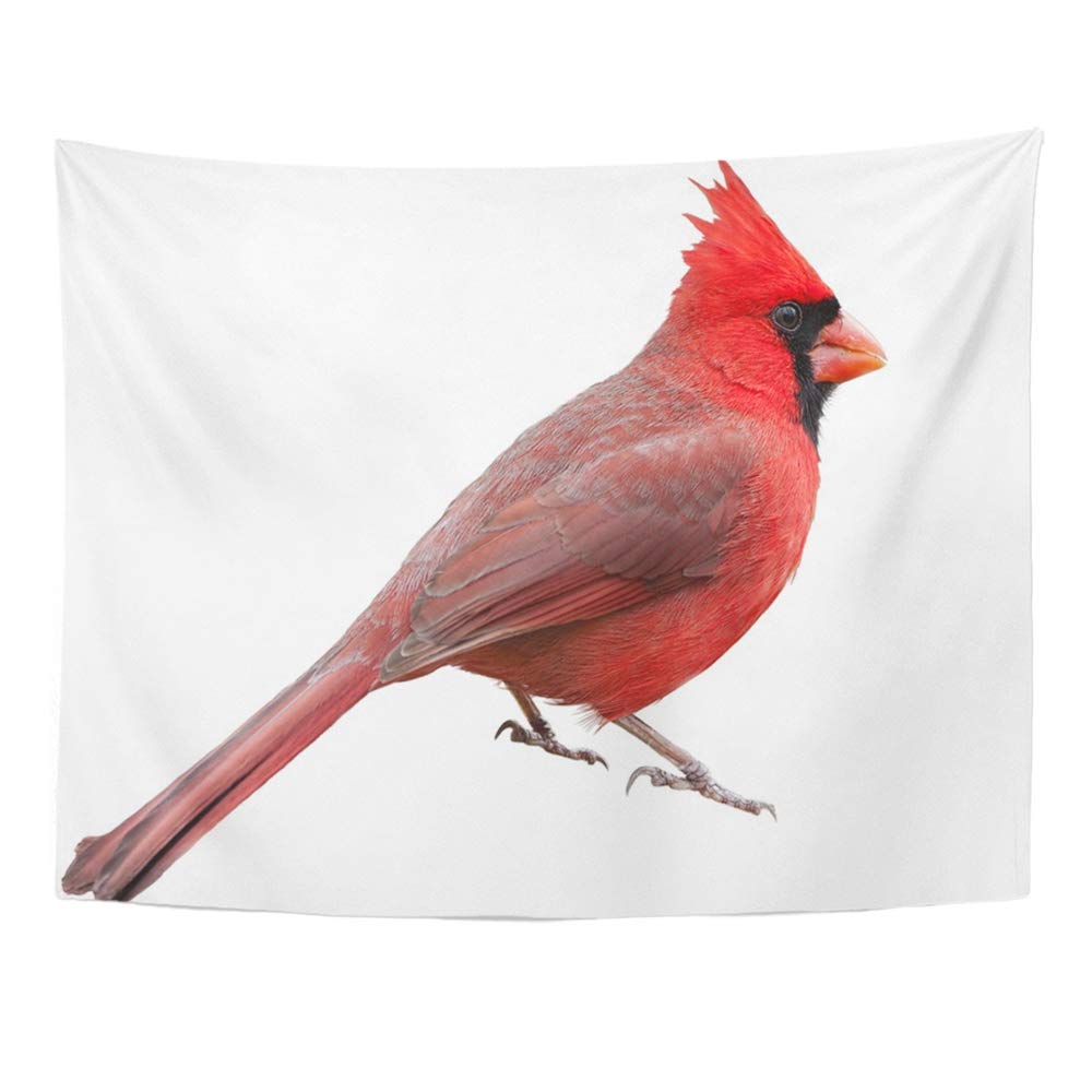 UFAEZU Red Avian Bright Crimson Northern Cardinal White Backyard Birds ...