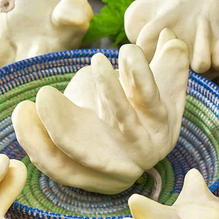 UFO Gourd (20 Seeds) - Out of This World Shaped Squash - Walmart.com