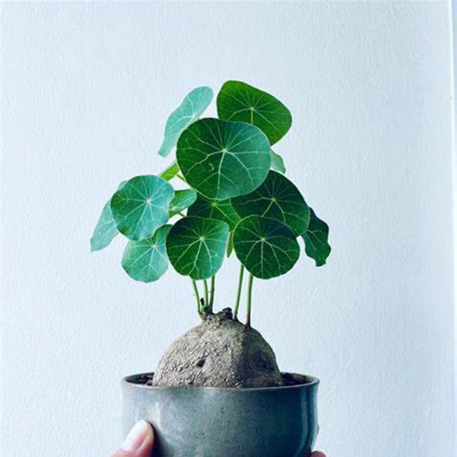 UFO Plant，Stephania Bulbs, Year After Year Garden，Stephania Erecta Bulb ...