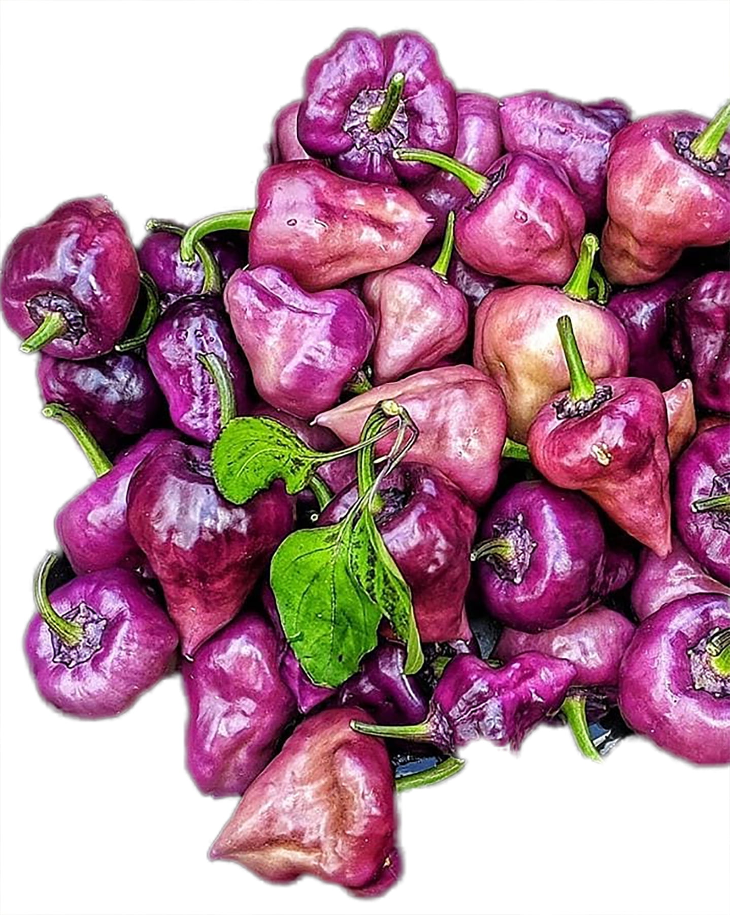 Hirt's Gardens UFO Purple Pepper Plant, Ornamental and Edible, 4-Inch ...