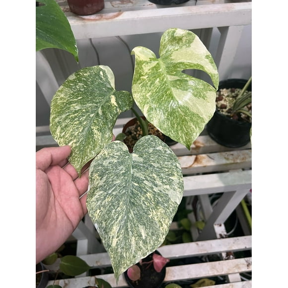Monstera Plants in Indoor Plants - Walmart.com