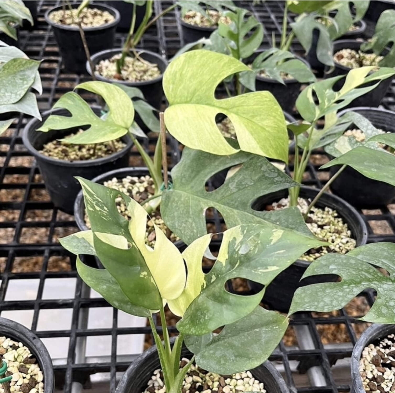 (UG-15)Root in moss 4+ leaves- Tetrasperma Albo Variegated Rare Plant ...