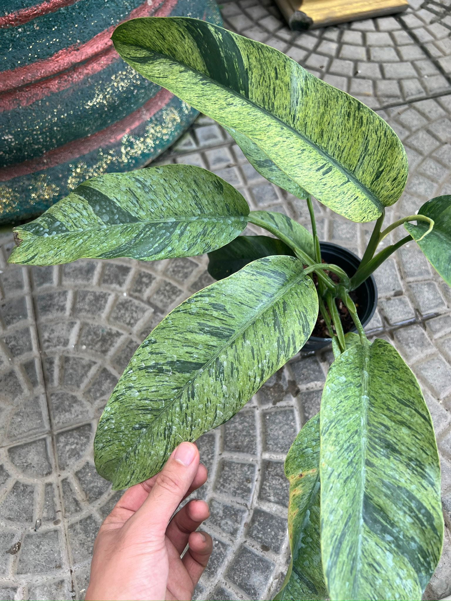 (UG-17)Root in moss 5+ leaves Epipremnum Giganteum Marble Variegated ...