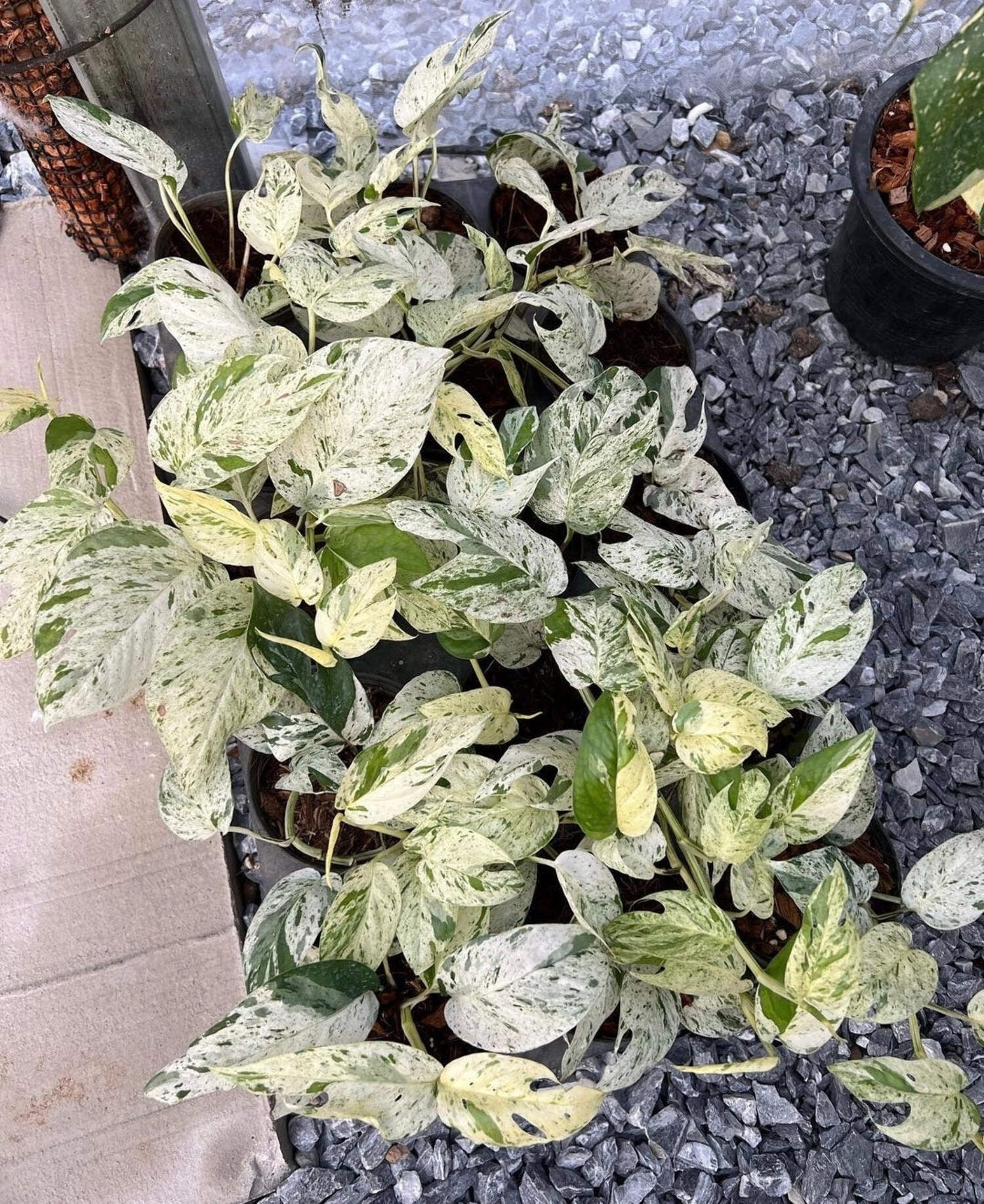 (UG-18)Root in moss 5+ leaves- Epipremnum 'Pinatum Marble' Variegated ...