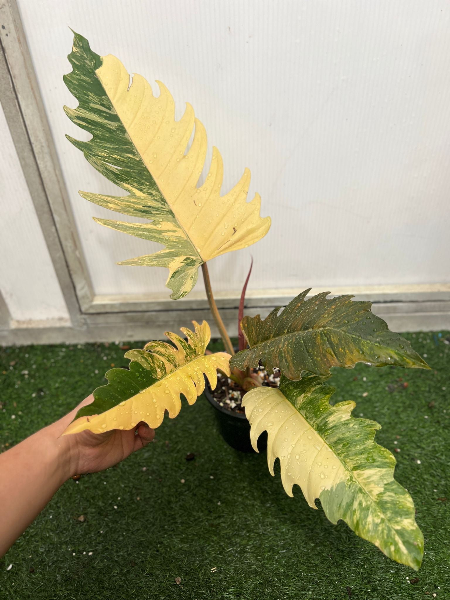 (UG-30)Root in moss 3-4+ leaves, Full Plant - Philodendron 'Caramel ...