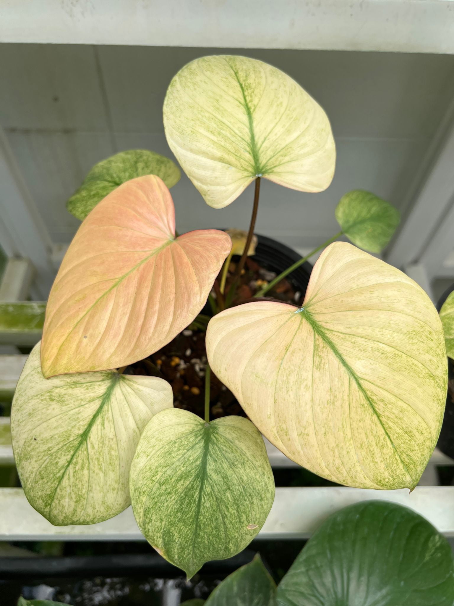 (UG-38)Root in moss 5+ leaves, Full Plant - 'Homalomena Mint ...