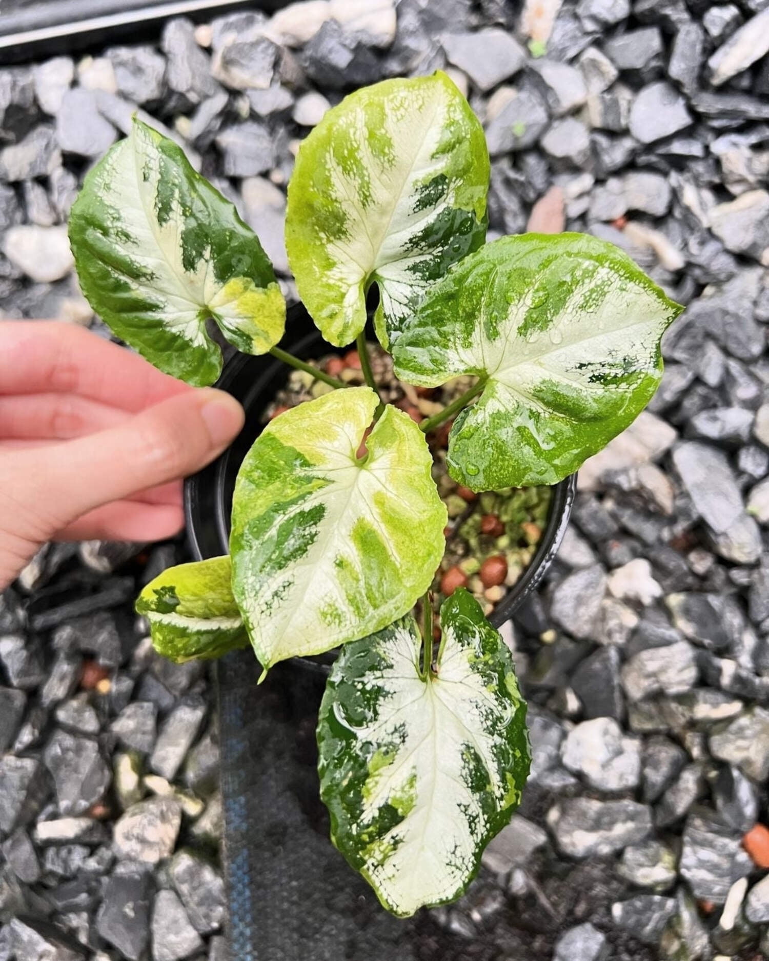 (UG-67)Root in moss 4+ leaves - Syngonium 'Scrambled Egg' Variegated ...