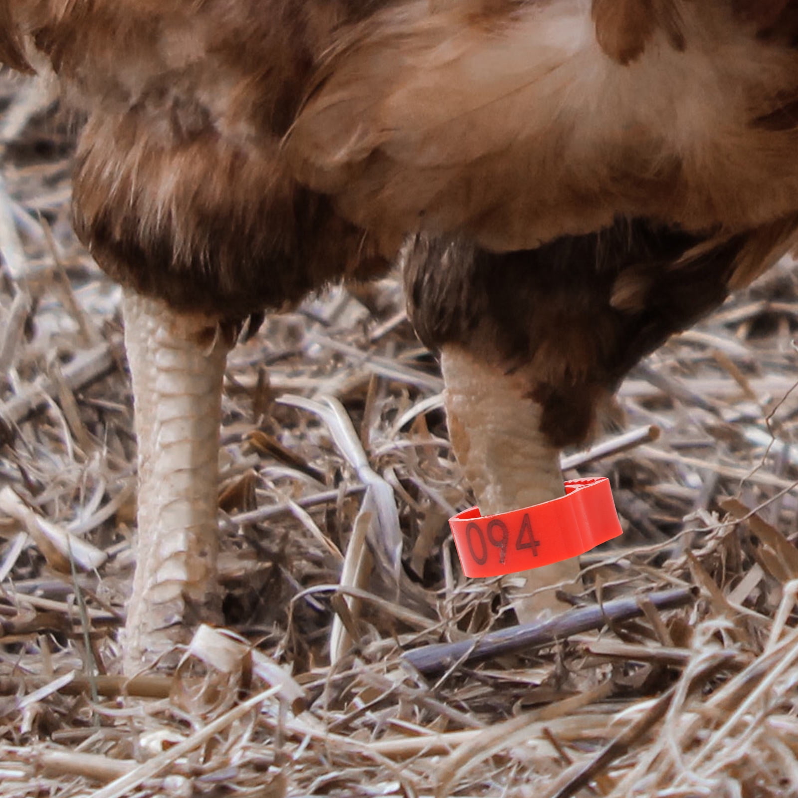 ULTNICE 200pcs Chicken Leg Bands Durable Poultry Tags For Chicken Duck ...