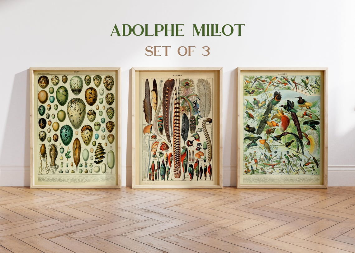 UNFFRAMED Adolphe Millot Posters, Vintage Ornithology Art, Set Of 3 Set ...
