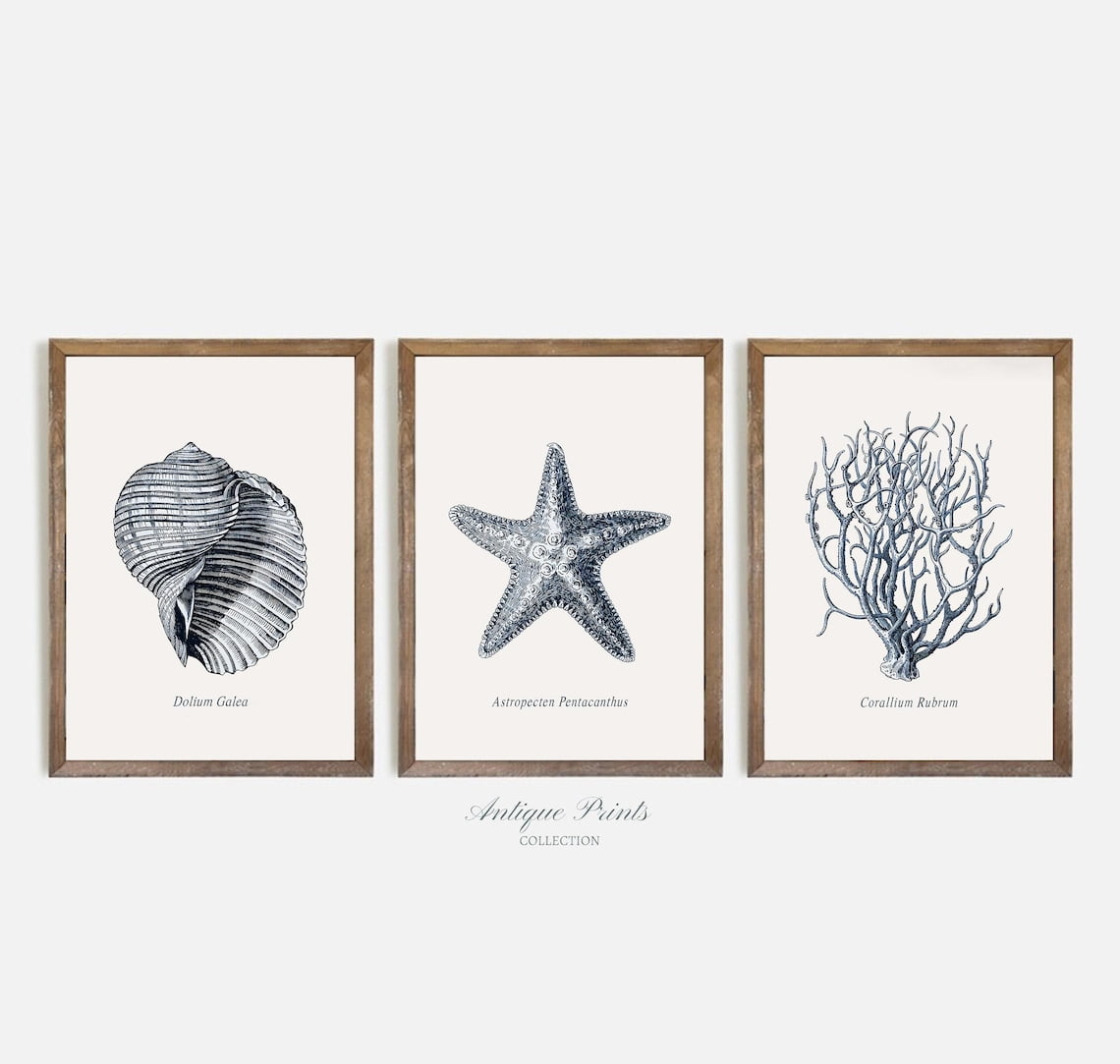 UNFFRAMED Antique Seashell Sketch Art, Vintage Seashell Drawing ...